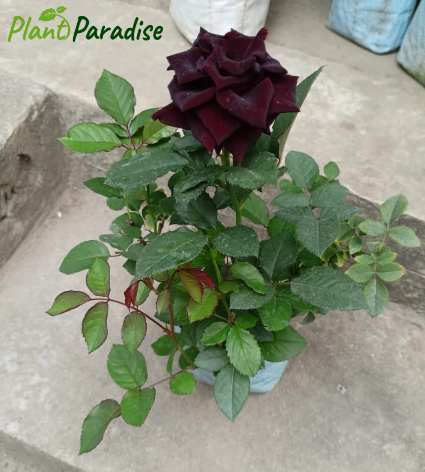 Rose Flower Plant – Plantparadise