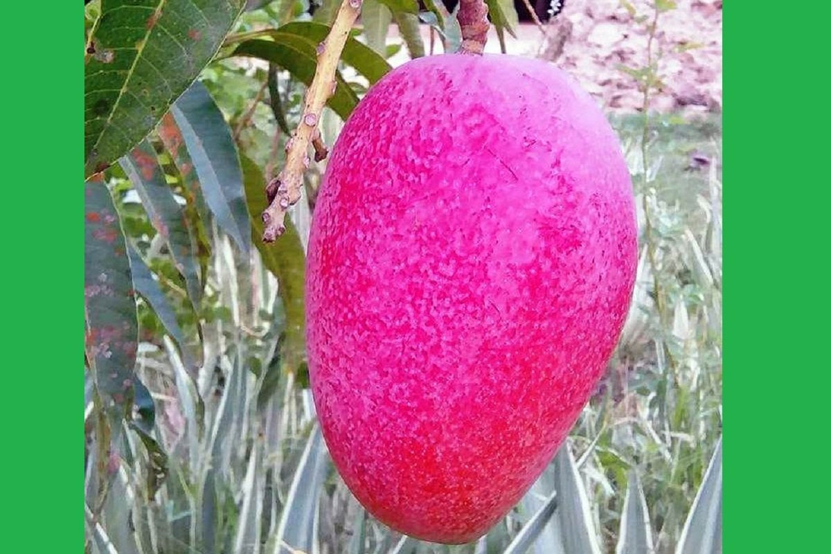 Mango – Plantparadise