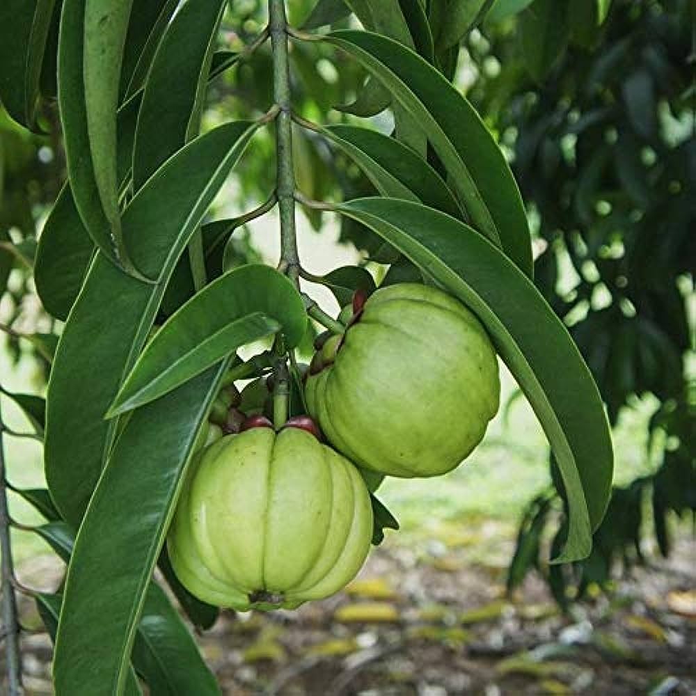 Kudam puli Fruit Plant | Best Price in 2024 at Plantparadise