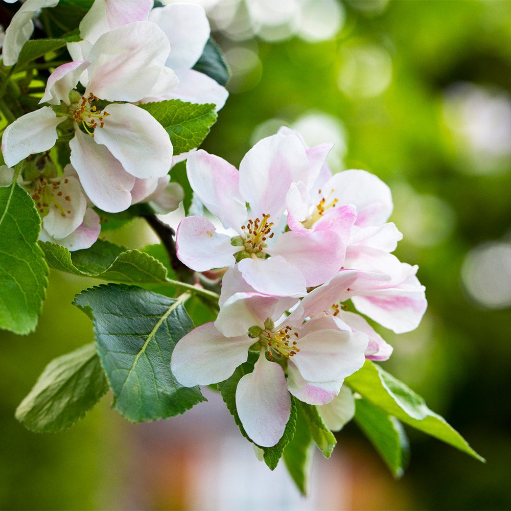 Anna Apple Plants |Warm climate apple trees buy online | Best Price in ...