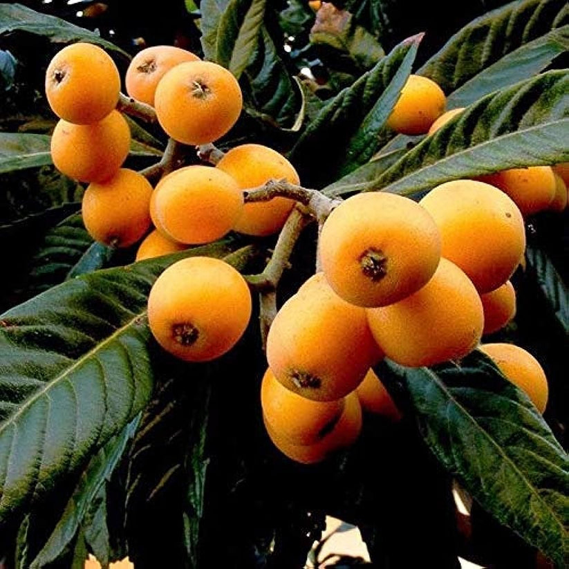 Loquat Fruit Plant | Best Price in 2024 at Plantparadise