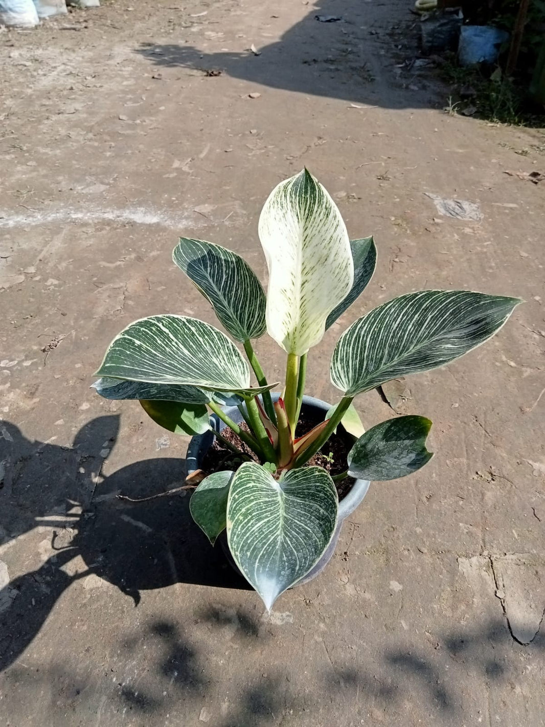 Buy Indoor Plants at best prices online in India – Plantparadise