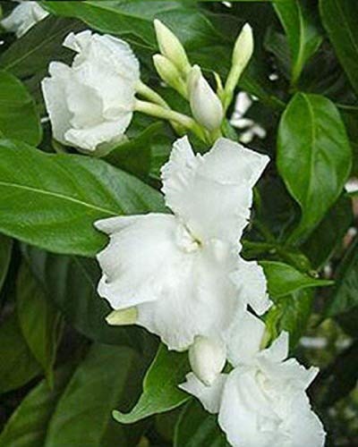 Tagar Flower Plant | Best Price in 2024 at Plantparadise