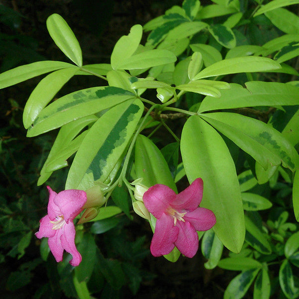 Ravenia spectabilis, Pink - Flowering Shrubs | Best Price in 2024 at ...