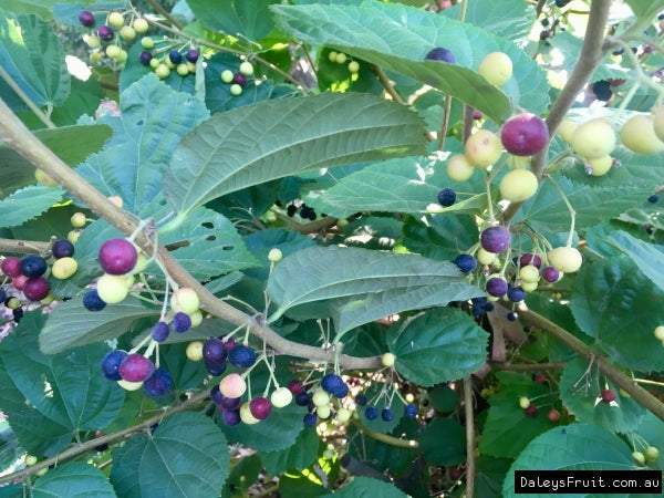 Phalsa /FalsaFruit - Fruit Plants & Tree | Best Price in 2024 at ...