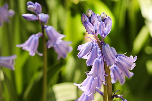 Blue Bell Flower | Best Price in 2024 at Plantparadise