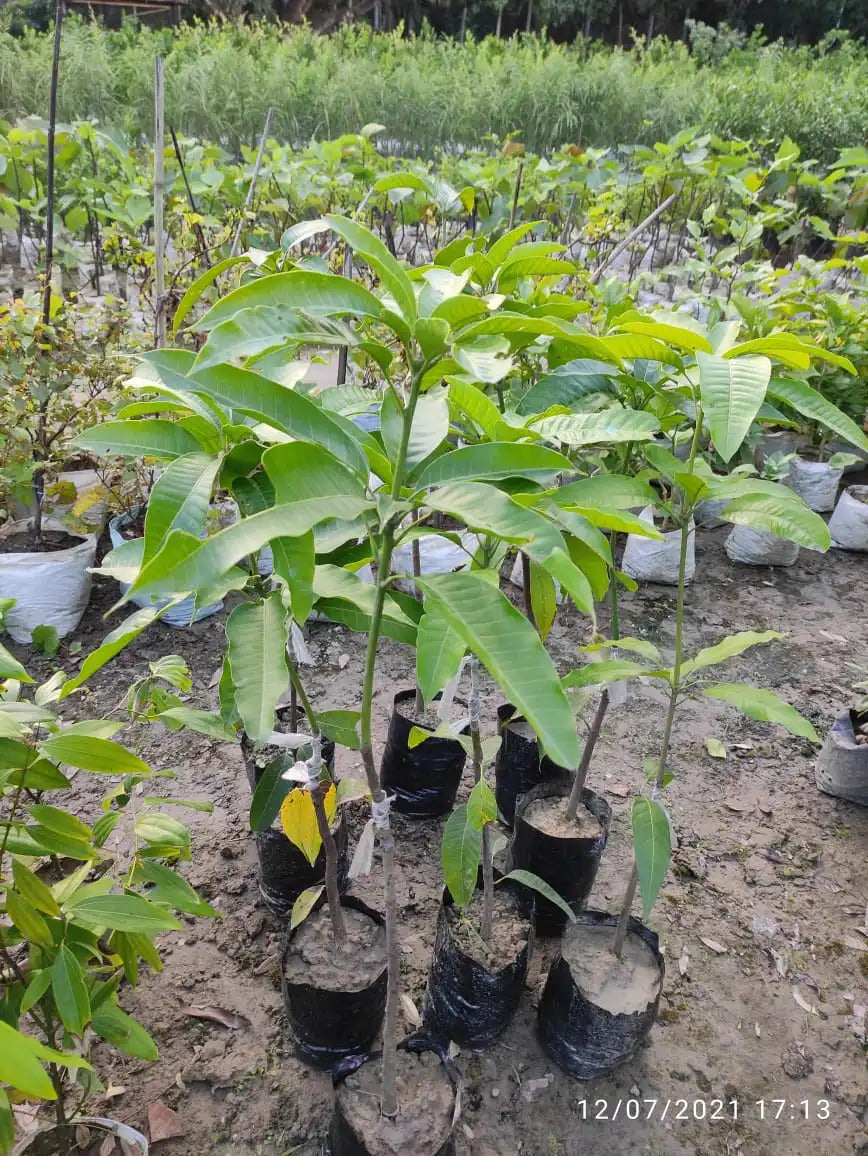 Miyazaki Japanese Mango Fruit Plant | Best Price in 2024 at Plantparadise