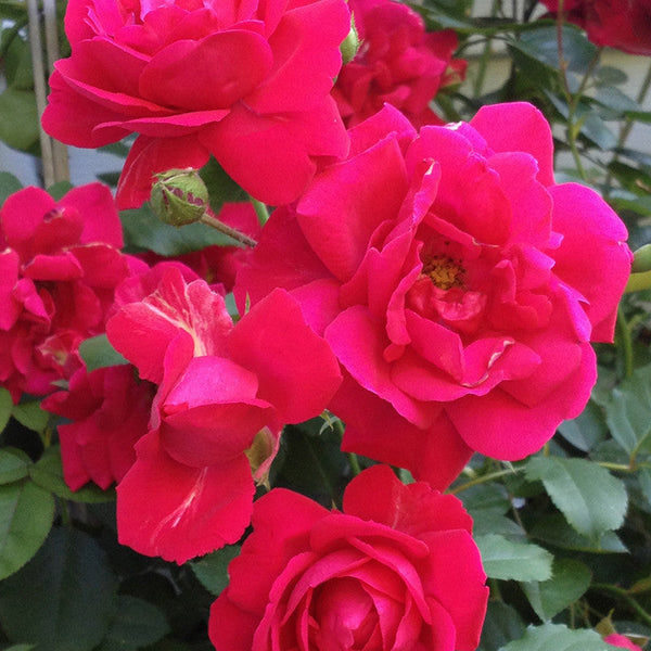Thornless Rose - Flowering Plants | Best Price in 2024 at Plantparadise